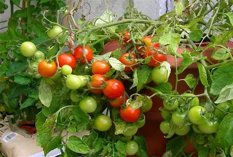 Tomate frutas