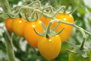 Popis rajčat zlatého deště žluté