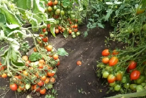Flicka tomatov