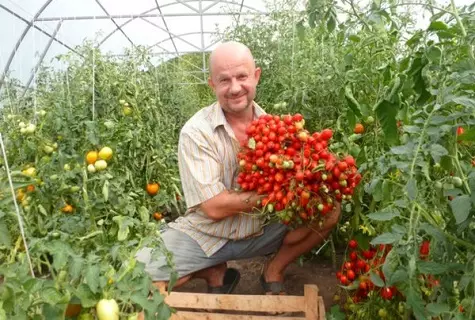 Descrición e características da variedade de tomate Kiss Gerani, o seu rendemento