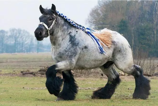 Persheron Horse