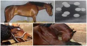 Symtom på smittsam encefalomyelit av hästar, behandling och förebyggande
