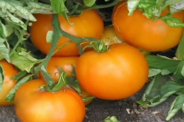 Orange Tomato: Đặc điểm và mô tả các giống, mang lại hình ảnh