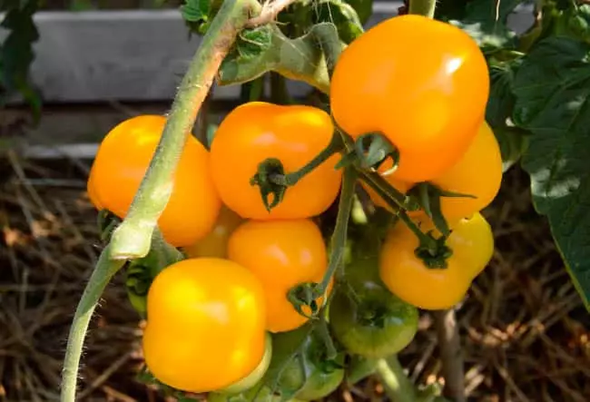 Tomato bushes amber.