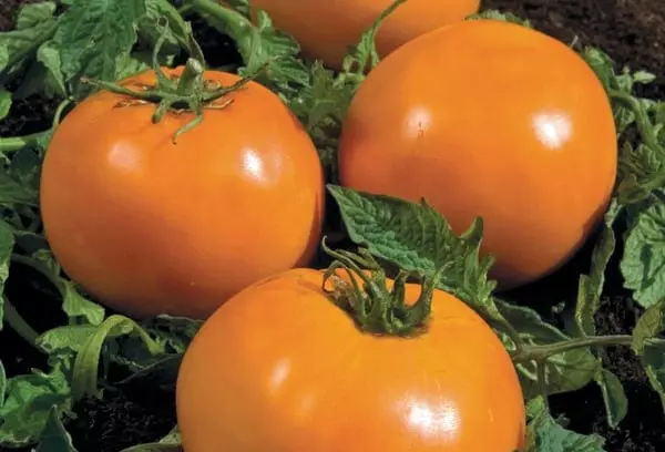 Pomidor amberning ko'rinishi