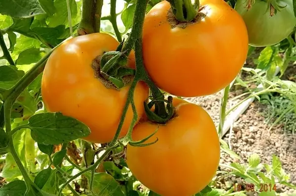 Amber paradajka v záhrade