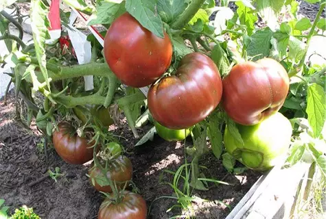 Woh-wohan semangka tomat