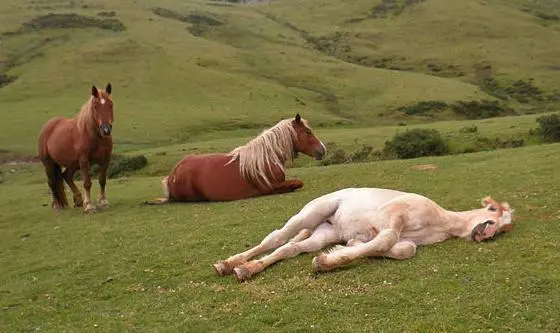 Ngựa ngủ