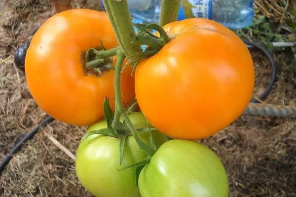 Keltaiset tomaatit
