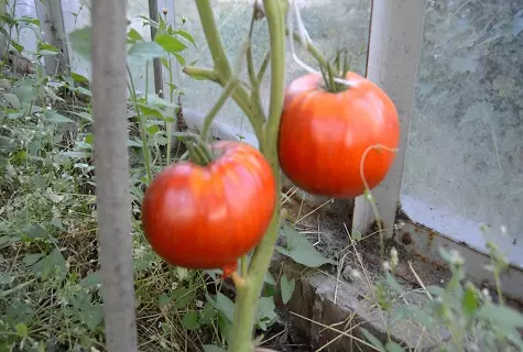 الطماطم على فرع