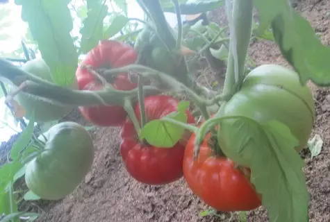 گوجه فرنگی در سبز