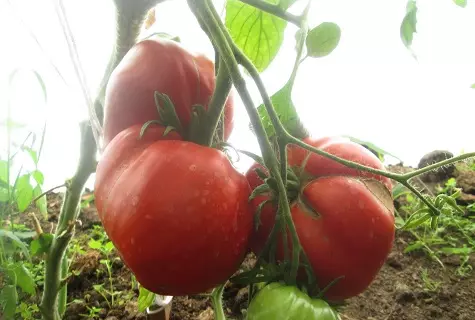 Ìri lori awọn tomati