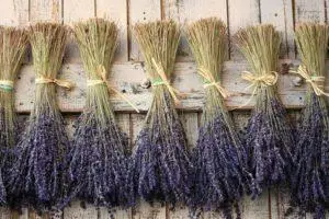Kuidas saate lavendel kuivada kodus, kogudes ja koristamisel