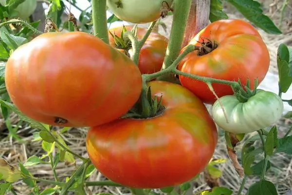 Tomates sur une branche
