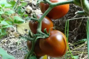 Опис і характеристика сорту томату Чорна ласунка