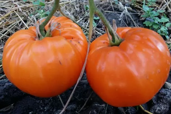 Zorg voor tomaten