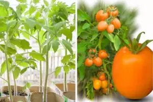 Beskrivelse af tomatstesh og dets karakteristika