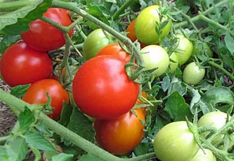 Bushes of Tomato Irishka