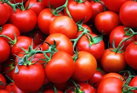 Haufen Tomaten Irischka