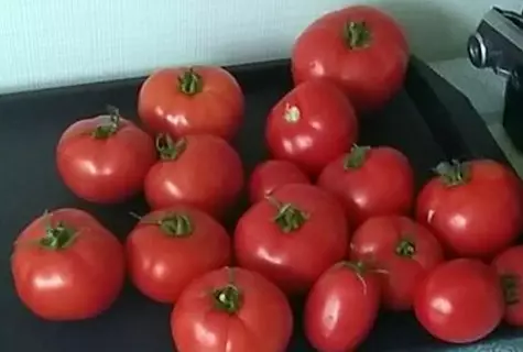 Tomate Irishka auf dem Tisch