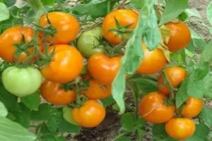 Priskribo pri tomata tomato, lia karakterizaĵo kaj rendimento