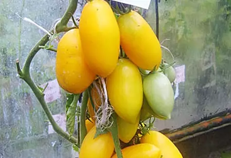 Pomido gyrymsy altyn balyk