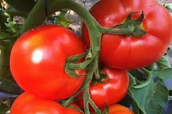 Tomat befort