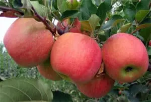 Descrición e características do campión da mazá, a historia e os matices de crecemento