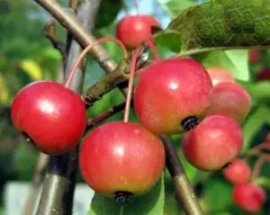 Beschrijving van de kenmerken van rijping en vruchten decoratieve appelboom Ola