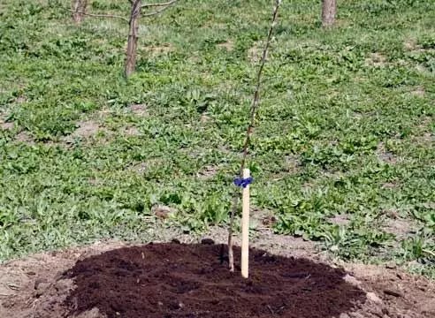 Apple Tree Stroyevskoye.