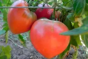 Description de la variété de tomates Vacances préférées, son rendement