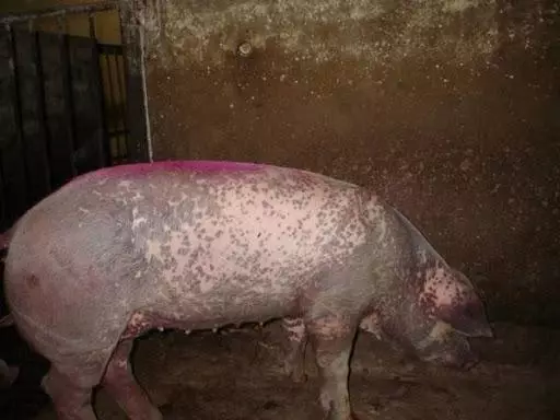 Penyakit kulit ing babi