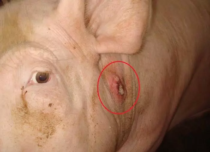Maladies de la peau chez les cochons Furunculose