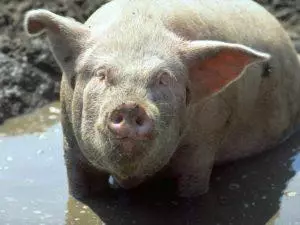 Patogen dan gejala disentri dalam babi, metode pengobatan dan pencegahan
