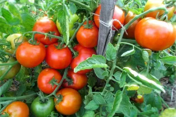 Tomaten in de tuin