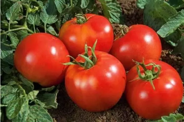 Awọn tomati Villas