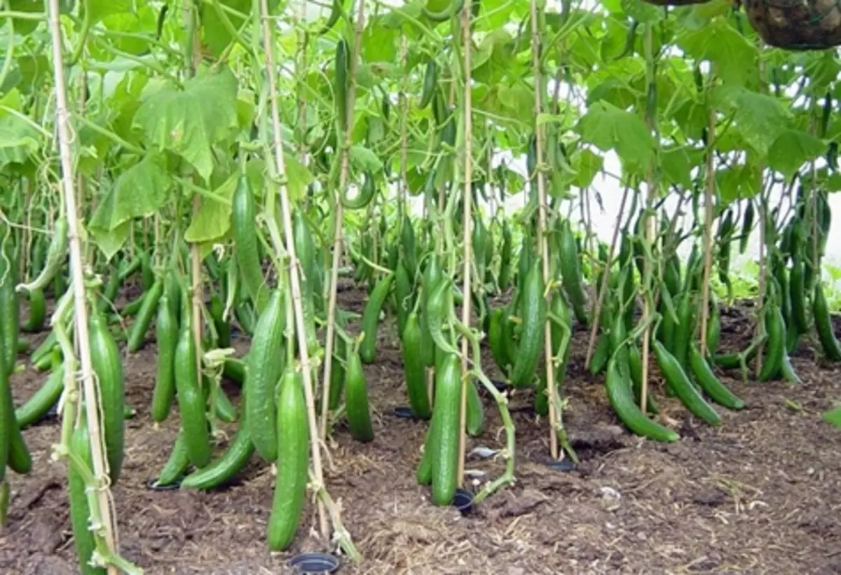 Cucumbers in Teplice