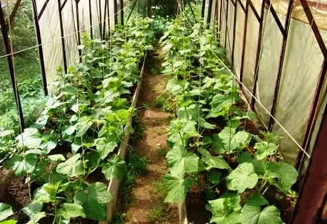 Curly Cucumbers in Greenhouse