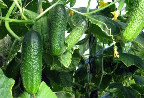 Bushes cucumber.