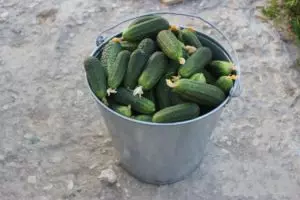 Nkọwa nke cucumbers nke Mazai, General, Senana, CS 90, RMT, Taganay na ndị ọzọ