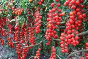 Karaktäristik och beskrivning av Rapunzel Tomatoes sorter, dess avkastning