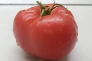 Përshkrimi i shumëllojshmërisë së madhe të Shanikut siberian të domates