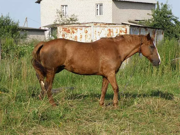 Belarusian harp horse