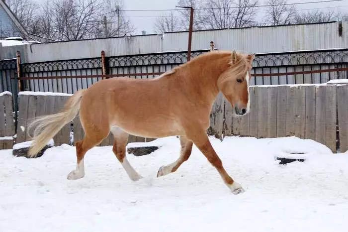 Беларуски арпски кон.
