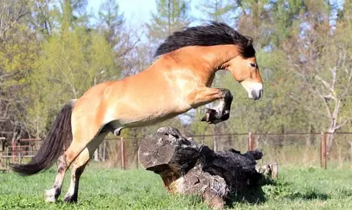 Valgevene harp hobune