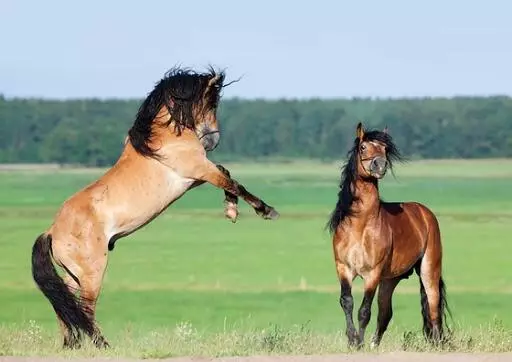 ベラルーシのハープ馬