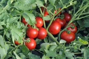 Tomati tomatite löögi kirjeldus, selle omadused ja kasvatamine