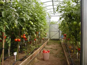 Was sind die besten, Erträge und widerstandsfähige Erkrankungen der Tomatensorten für Gewächshäuser