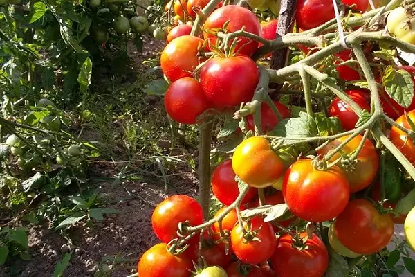گوجه فرنگی جهانی