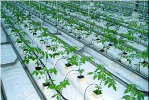 Jak często i prawidłowo wodne pomidory w metodzie kroplówki cieplarnianej